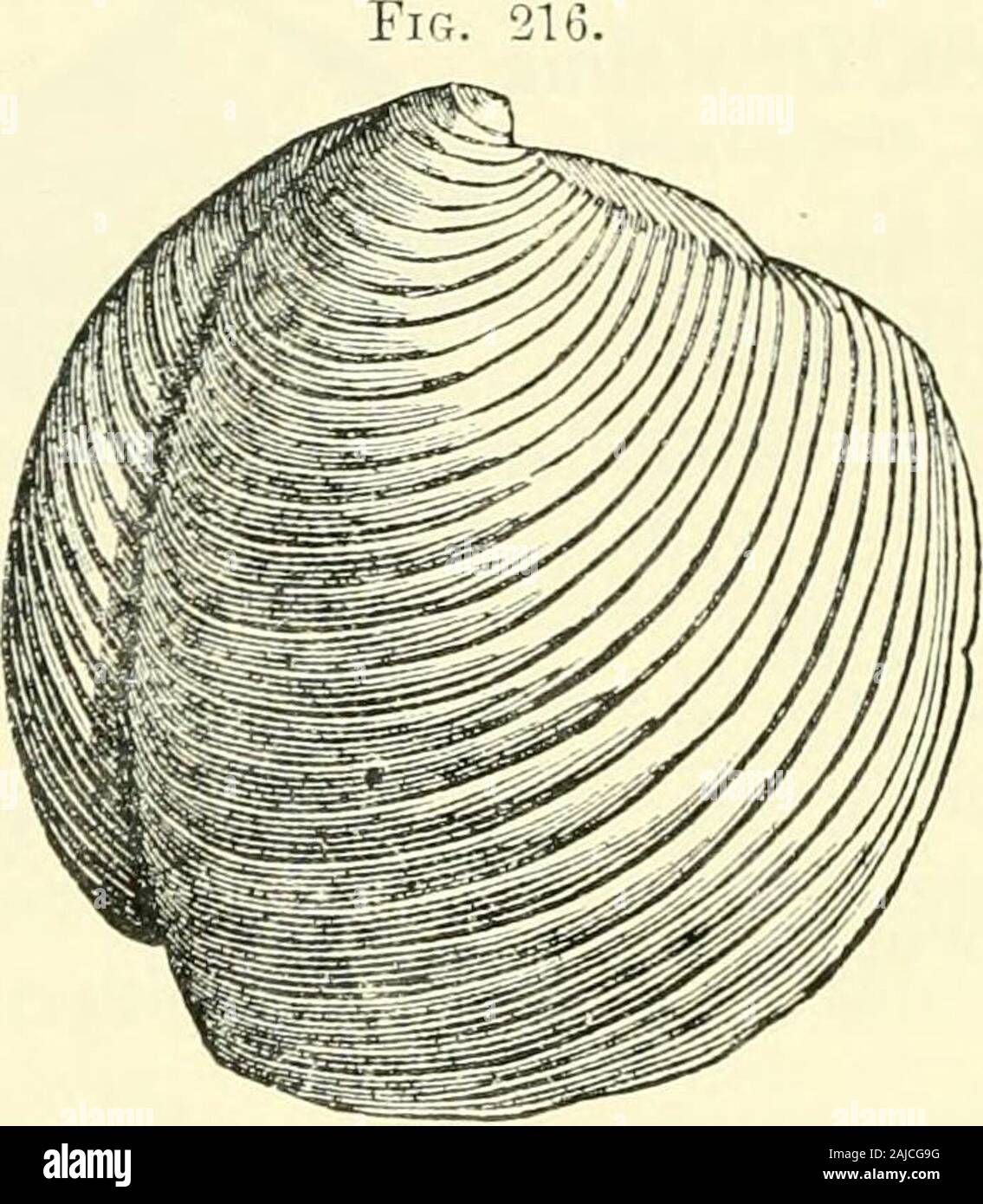 Bulletins der amerikanischen Paläontologie. 200 Bulletin 249 Nord ...