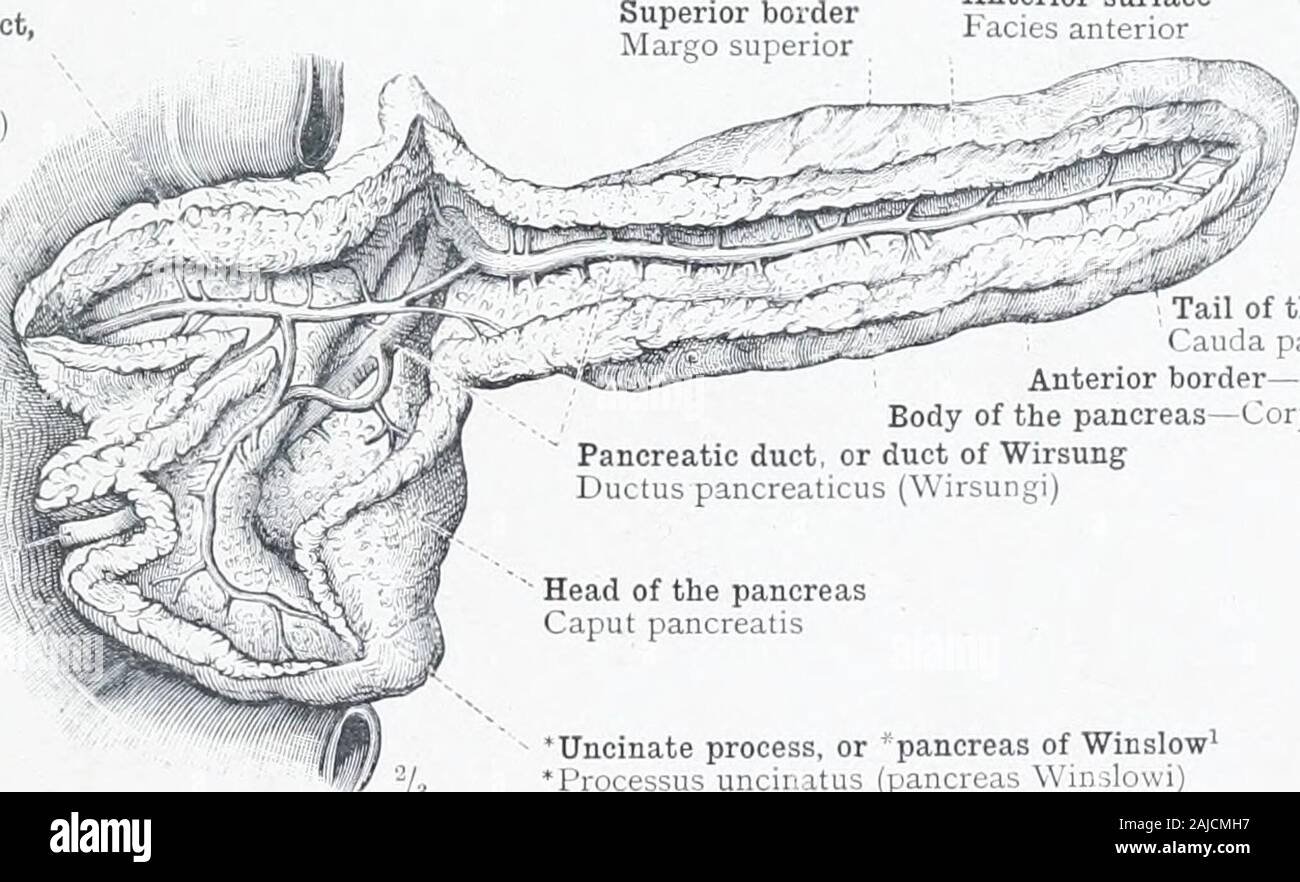 Ein Atlas der menschlichen Anatomie für Studenten und Ärzte. Schwanz ...
