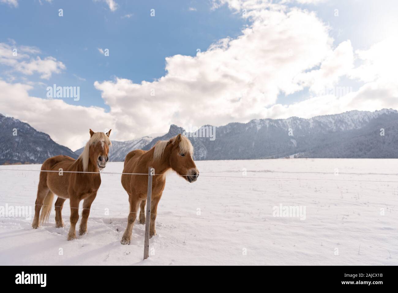 Icelandic horse haflinger -Fotos und -Bildmaterial in hoher Auflösung – Alamy