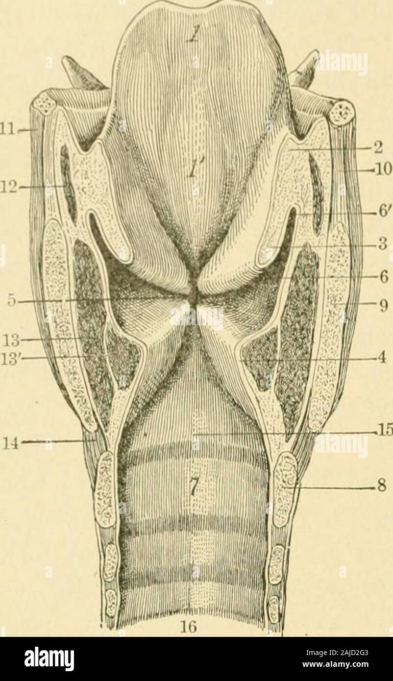 Cartilage section trachea -Fotos und -Bildmaterial in hoher Auflösung ...