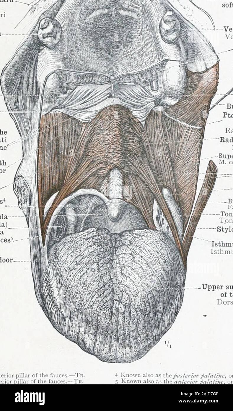 Ein Atlas der menschlichen Anatomie für Studenten und Ärzte. ble; daher ...