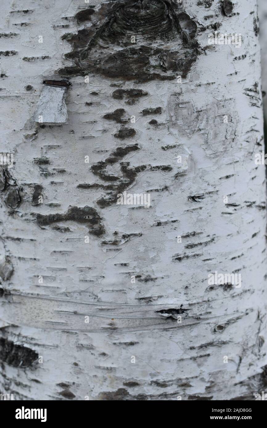 Markante rinde -Fotos und -Bildmaterial in hoher Auflösung – Alamy