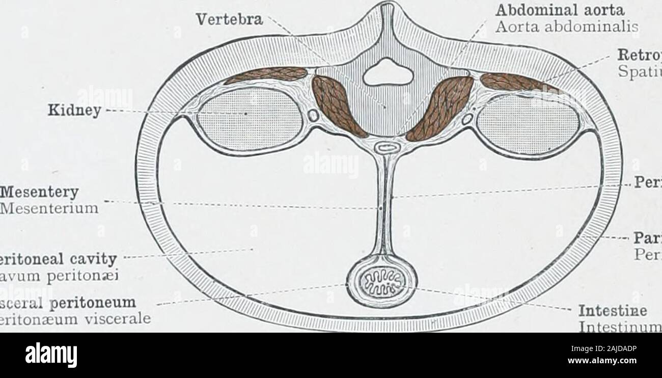 Arteria vertebralis -Fotos und -Bildmaterial in hoher Auflösung – Alamy