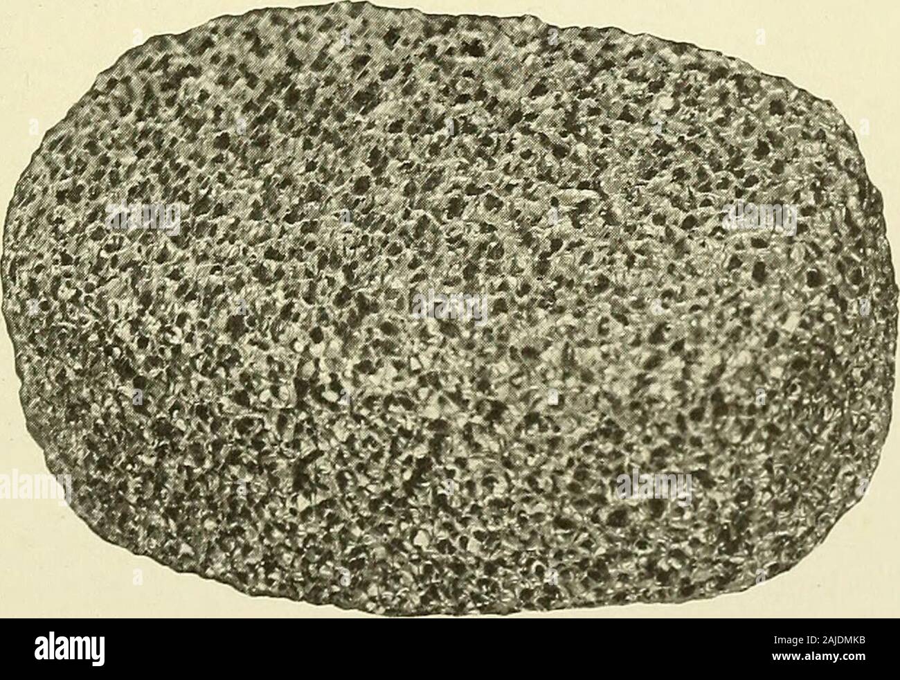 Lithotomy position -Fotos und -Bildmaterial in hoher Auflösung – Alamy