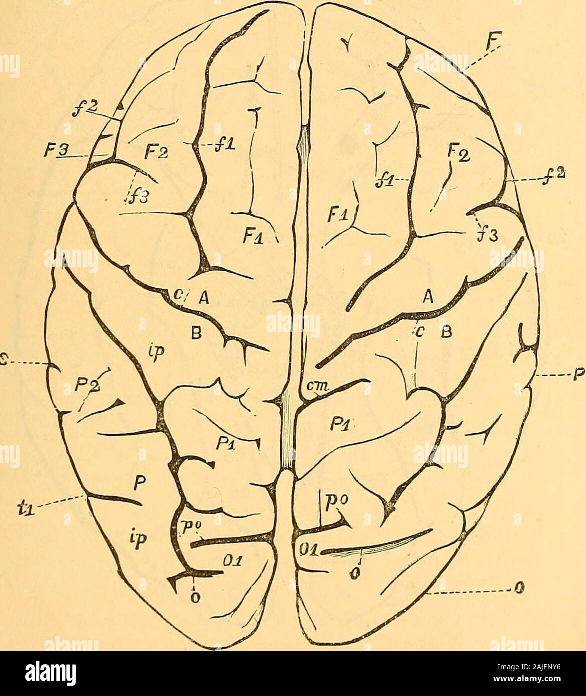 Gyrus angularis -Fotos und -Bildmaterial in hoher Auflösung – Alamy