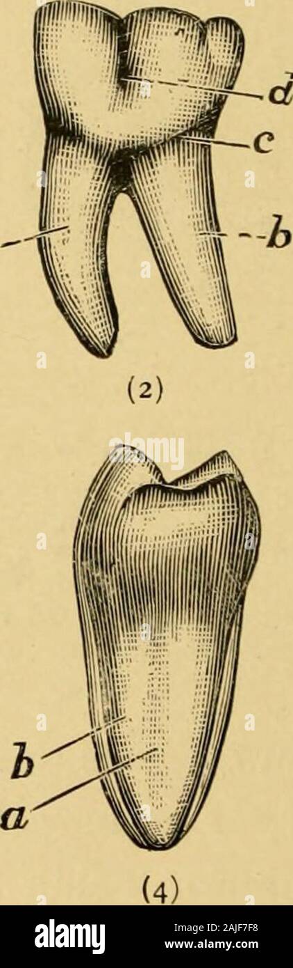 Auf Extraktion, mit Notizen auf der Anatomie und Physiologie, der Zähne ...