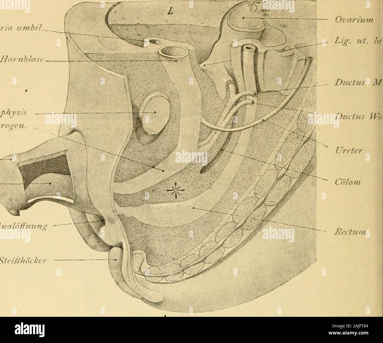 Die männlichen Geschlechtsorgane. Ligamentum testis Ren primär. II [Fa ...