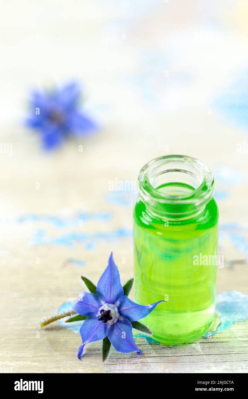 Gemeine borretsch borago officinalis -Fotos und -Bildmaterial in hoher ...
