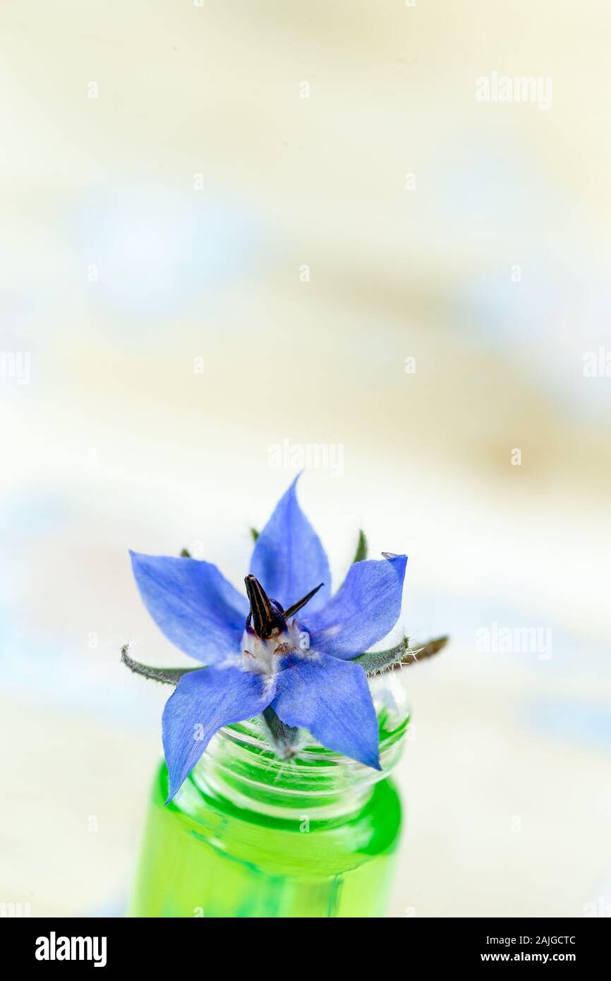 Gemeine borretsch borago officinalis -Fotos und -Bildmaterial in hoher ...