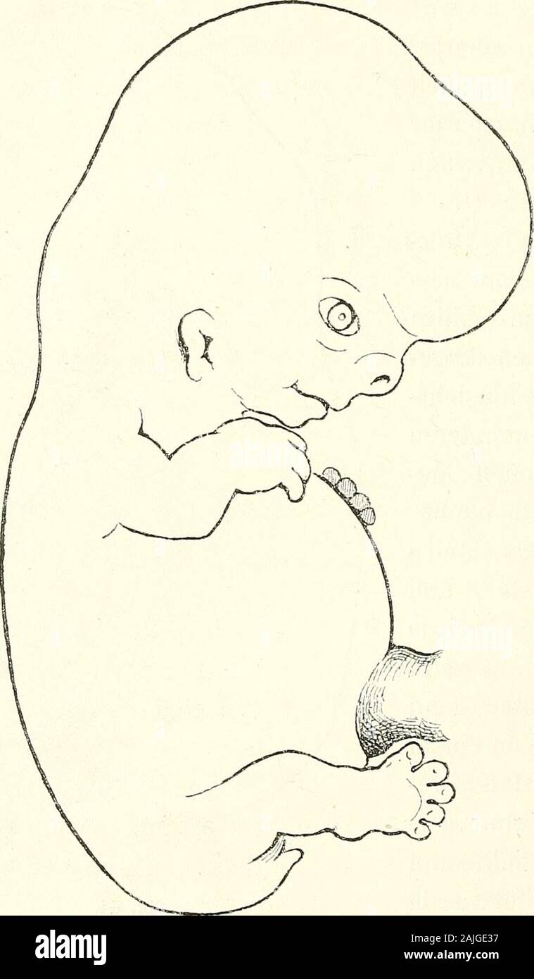 Anatomie menschlicher Embryonen. Abb. 44. Embryo XCIX. 60 Aufstellung ...