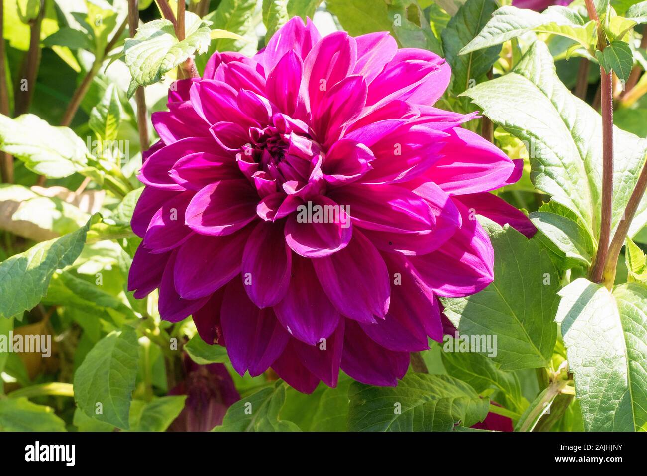 Blume Im September