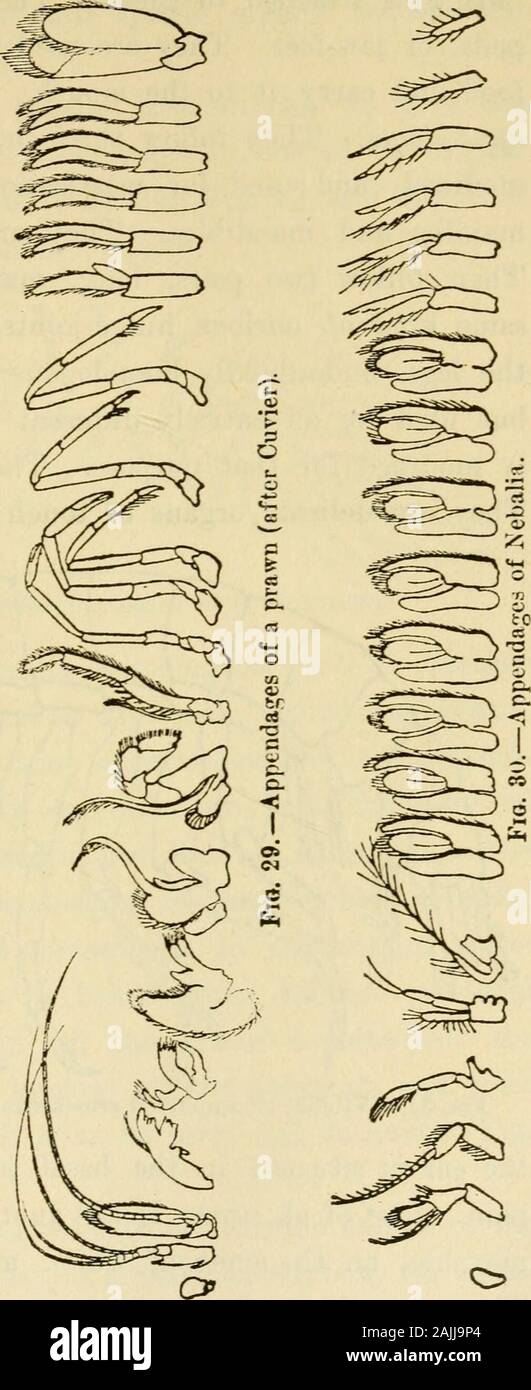 Kleineres skelett neben -Fotos und -Bildmaterial in hoher Auflösung – Alamy