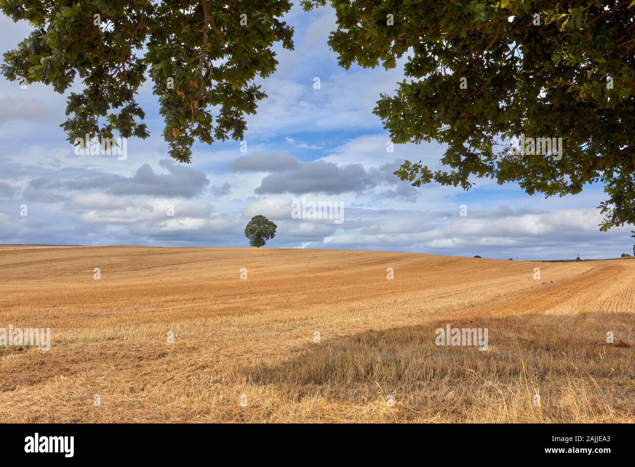 Bild des einzigen Baum in der Agrarwirtschaft, schneiden Weizen, Teil ...