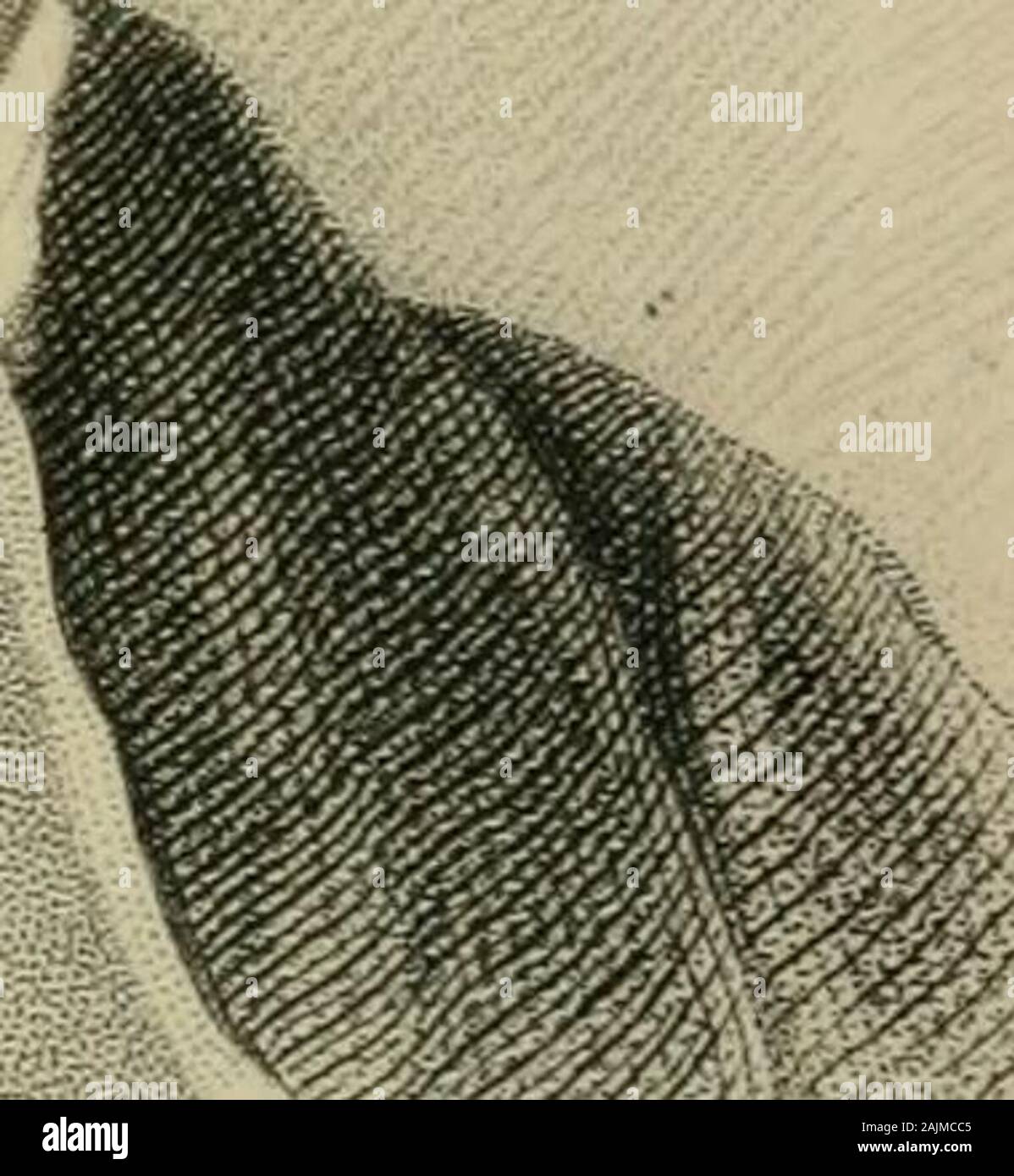 Die Väter und Gründer der London Missionary Society: ein Jubiläum ...