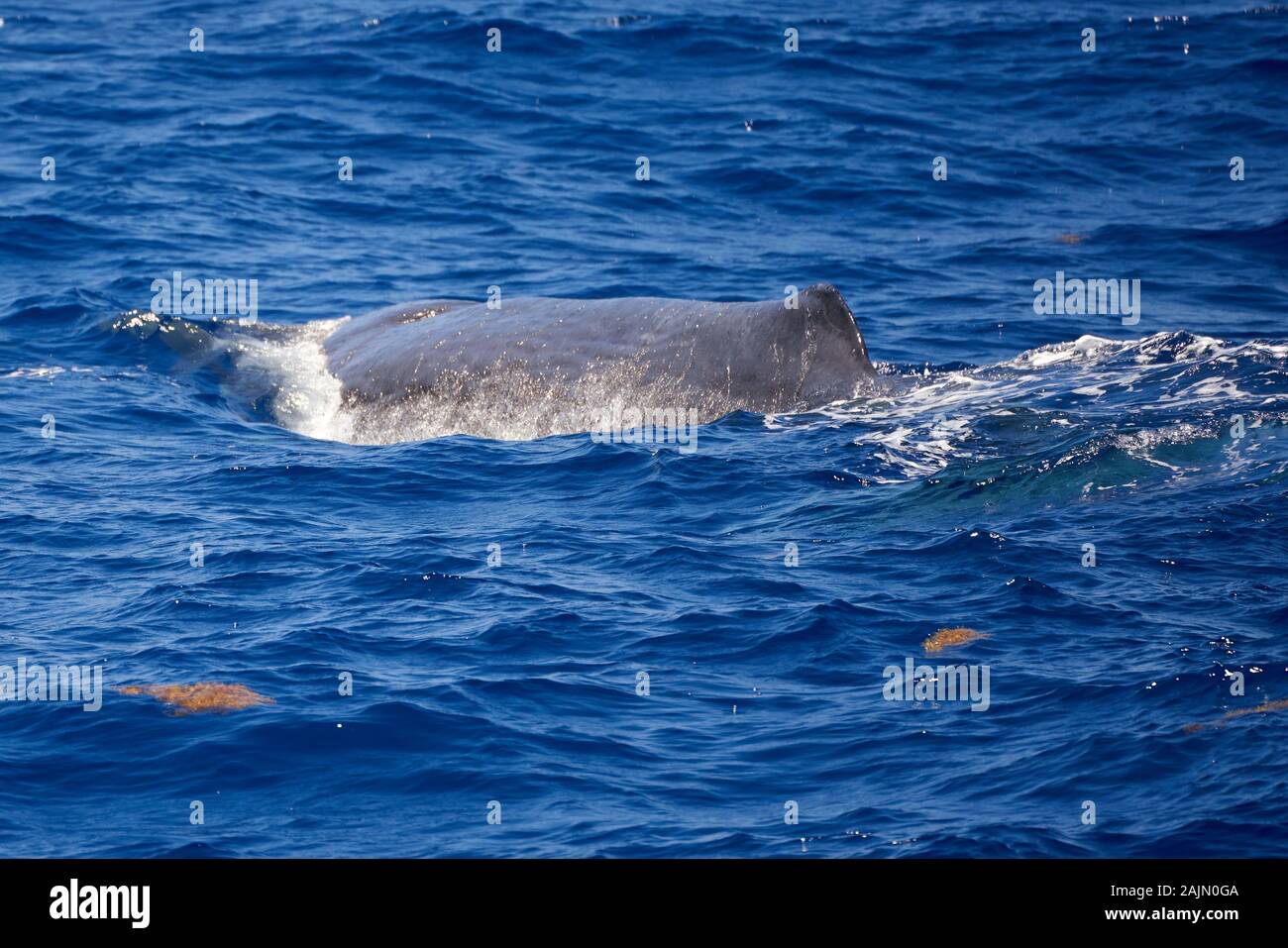 Pottwale Schwimmen Im Meer Stockfotos und -bilder Kaufen - Alamy