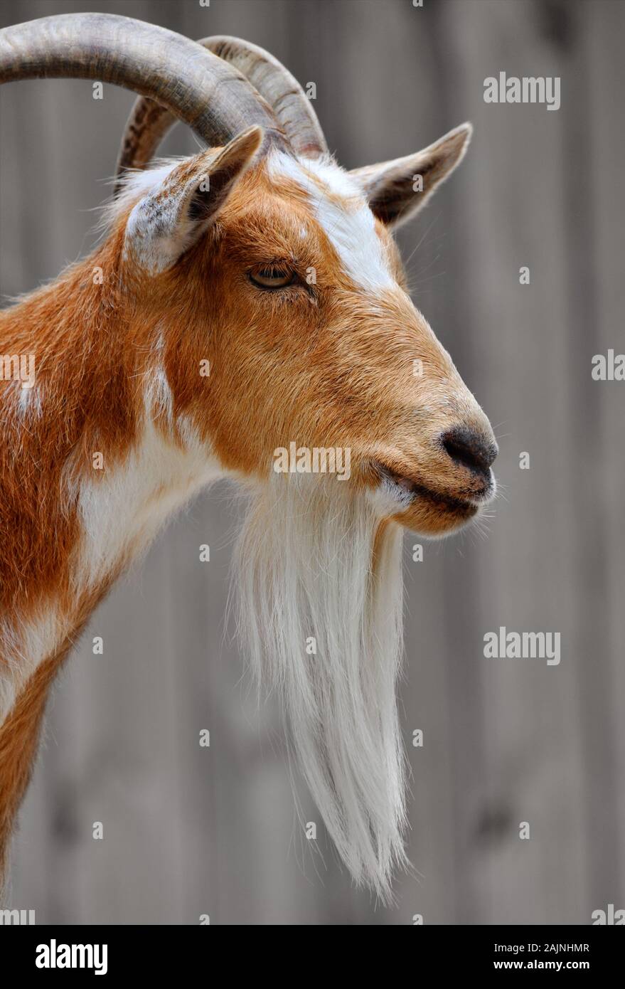 Seite Porträt einer männlichen Billy Goat Gesicht mit einem langen Bart ...