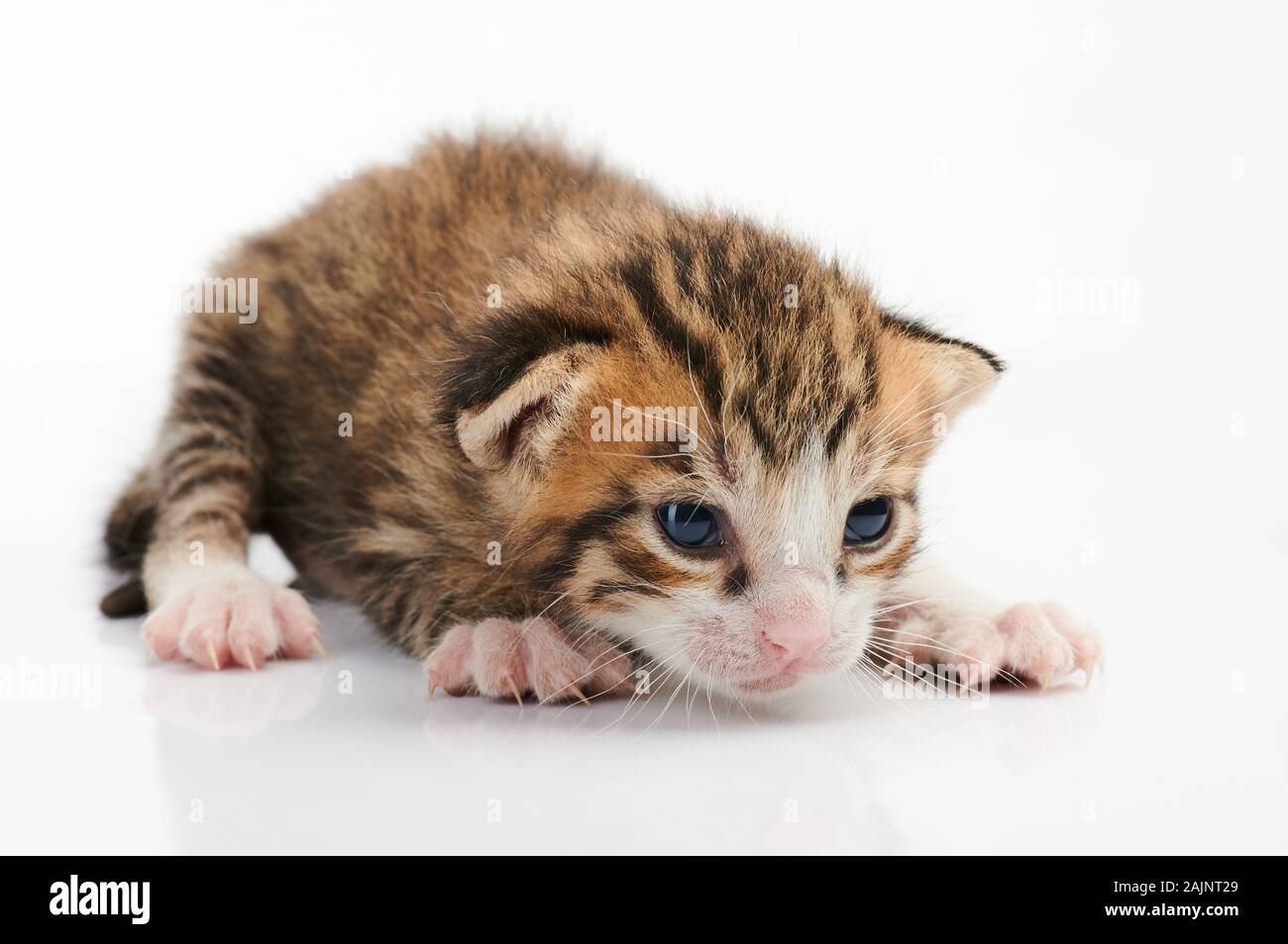 Katzenbaby braun gestreift -Fotos und -Bildmaterial in hoher Auflösung ...
