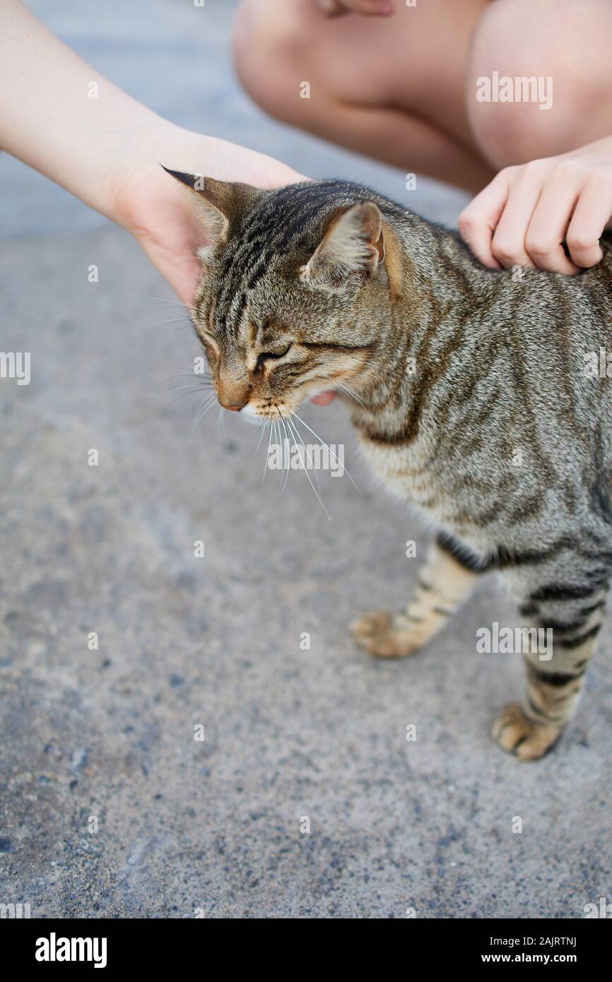 Katze streicheln kinder -Fotos und -Bildmaterial in hoher Auflösung – Alamy