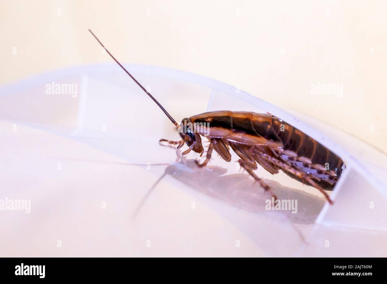 Deutsche schabe blattella germanica -Fotos und -Bildmaterial in hoher ...