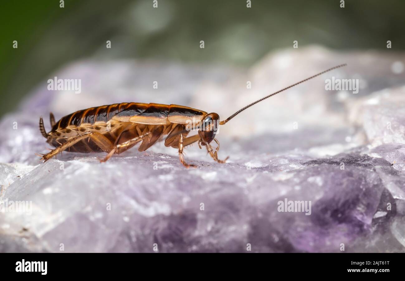 Deutsche schabe blattella germanica -Fotos und -Bildmaterial in hoher ...