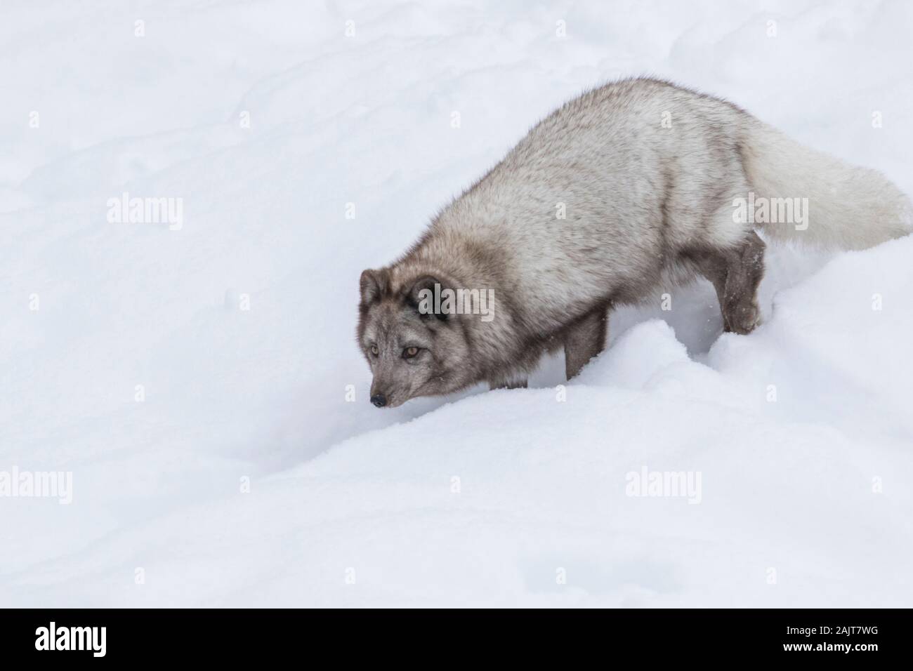 Polarfüchse im winter -Fotos und -Bildmaterial in hoher Auflösung ...