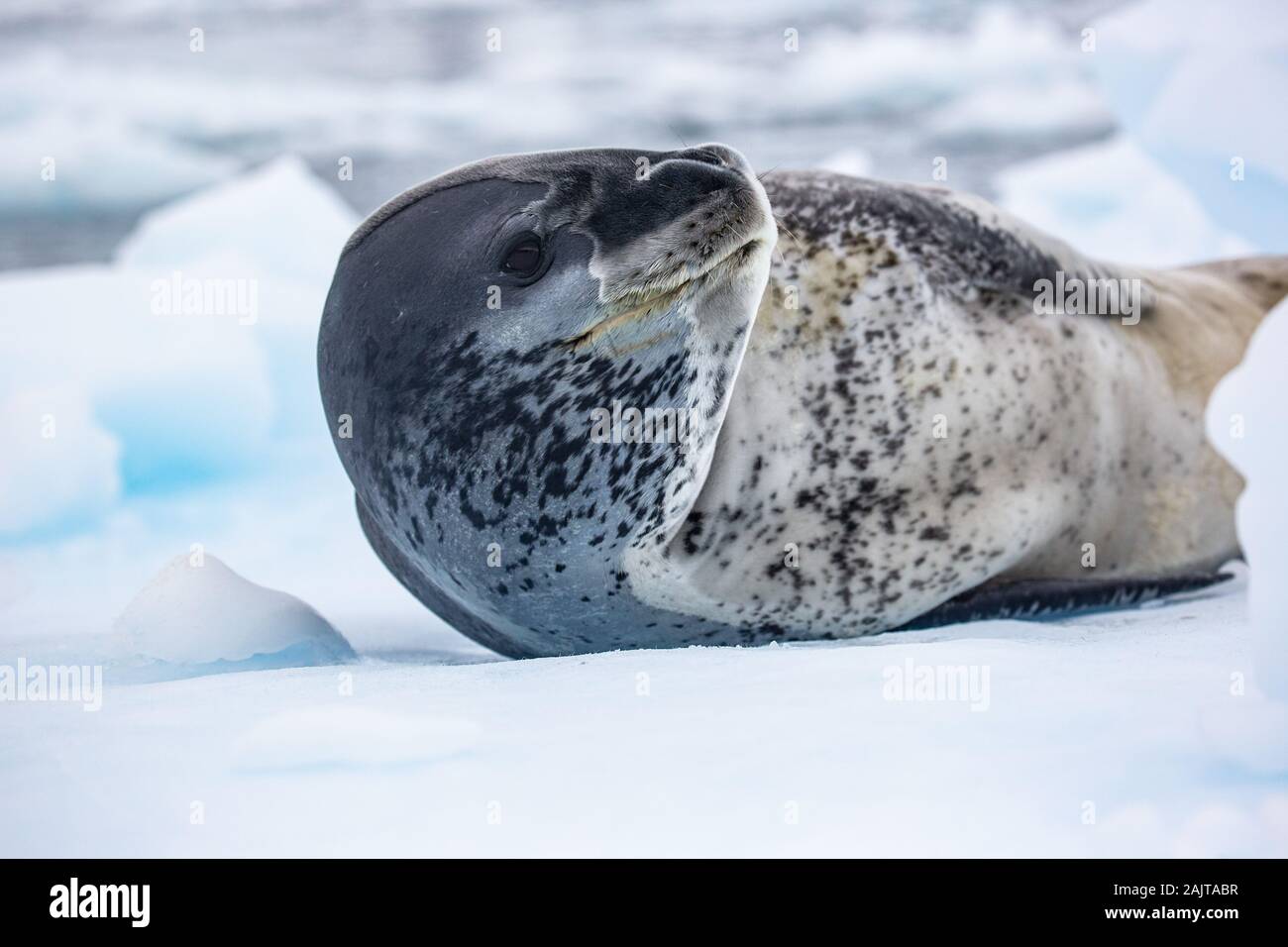 Antarktis Leoparden Siegel Stockfotos und -bilder Kaufen - Alamy