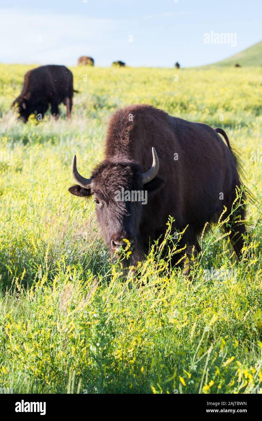 Eine junge Bison sieht von Beweidung in den grossen gelben Wildblumen ...