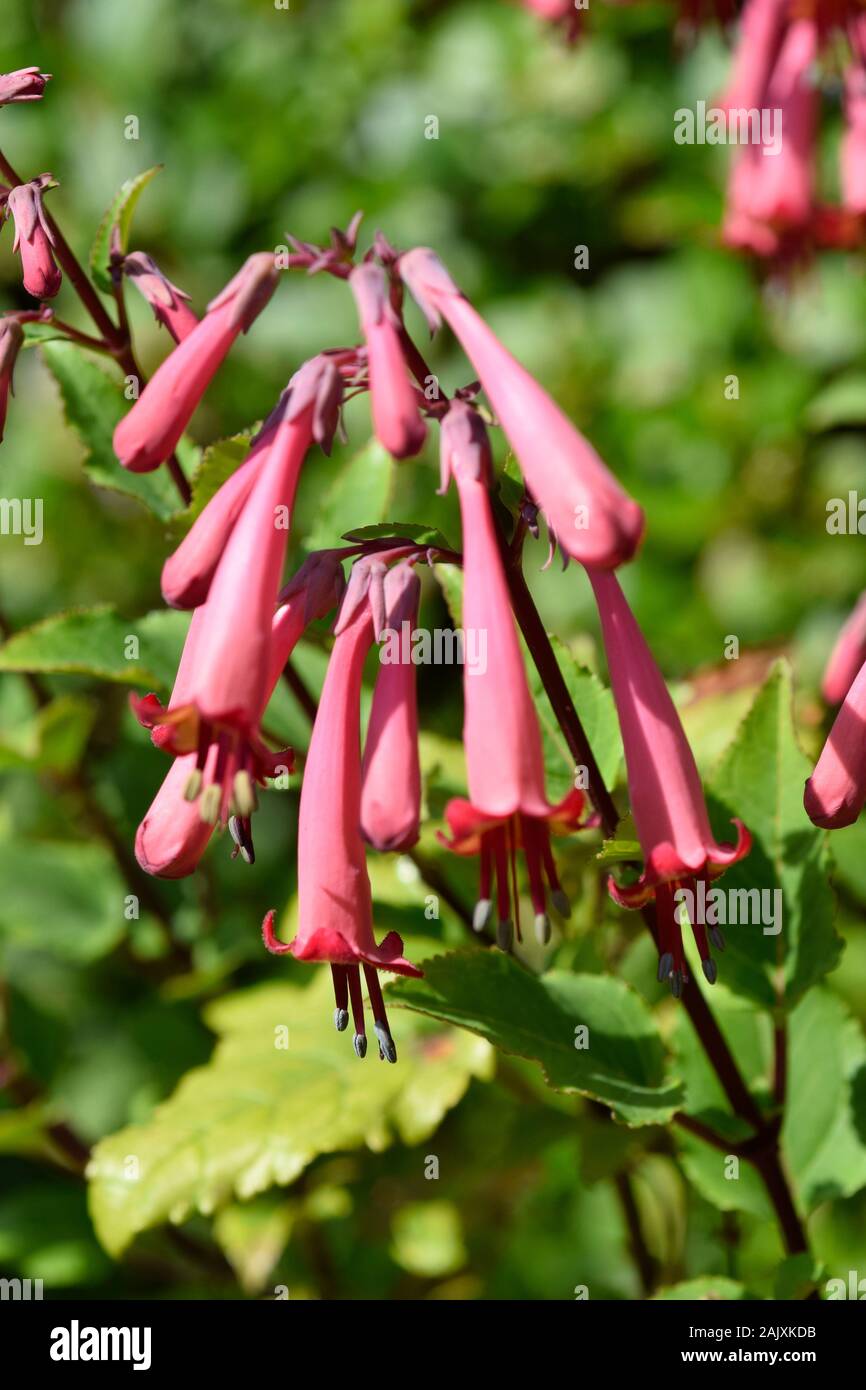 Phygelius x rectus -Fotos und -Bildmaterial in hoher Auflösung – Alamy