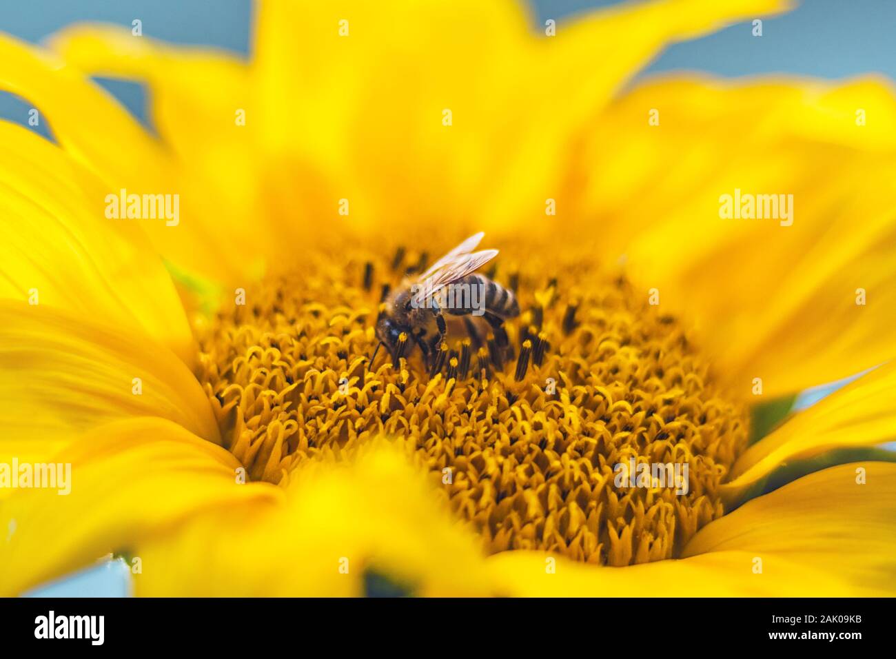 Blume Sonnenblume mit bestäubenden Biene Stockfotografie - Alamy