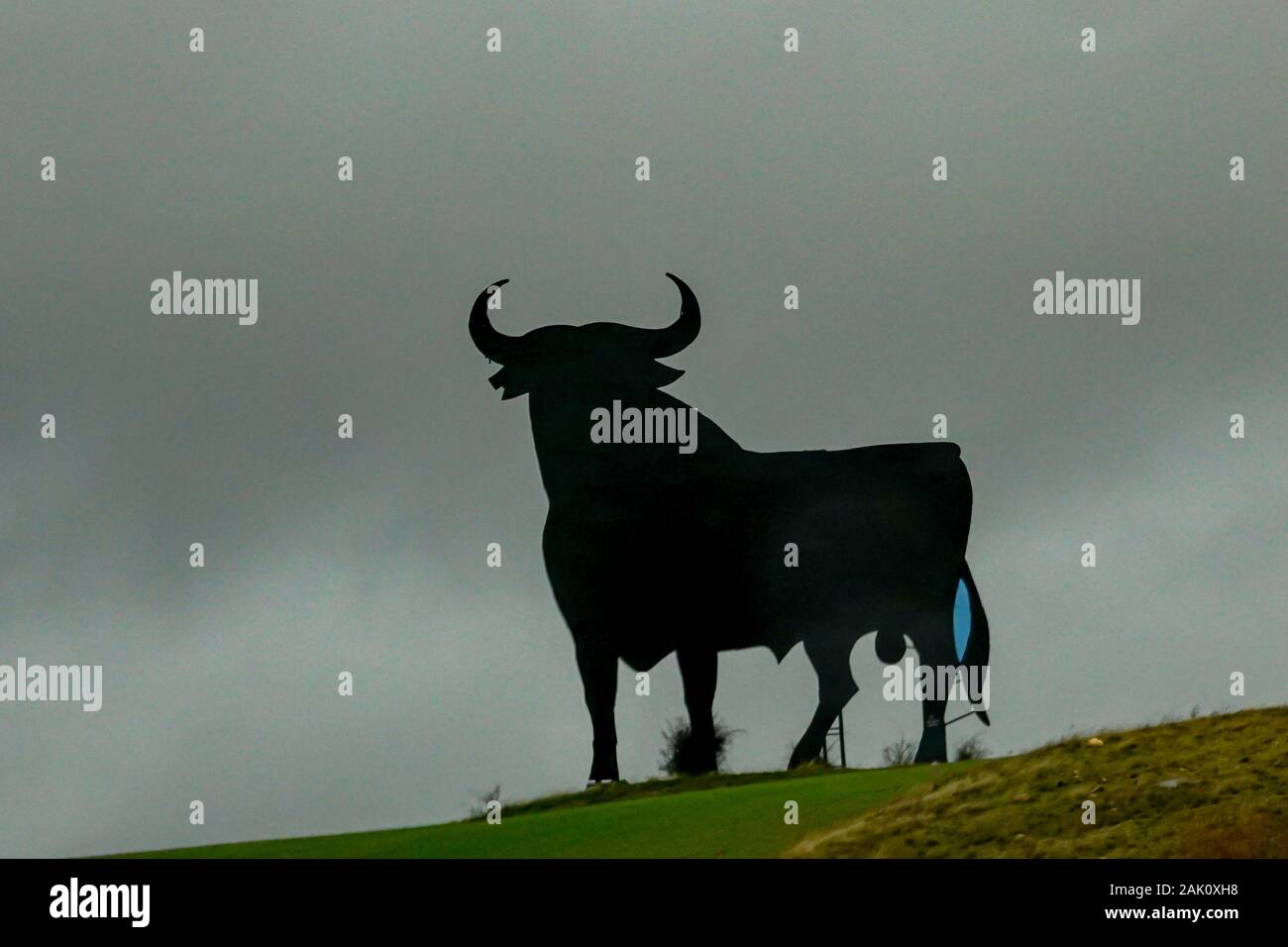 Osborne stier -Fotos und -Bildmaterial in hoher Auflösung – Alamy