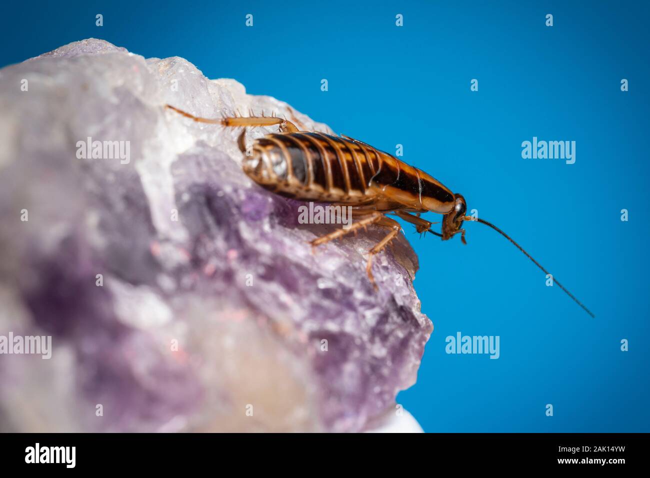Deutsche schabe blattella germanica -Fotos und -Bildmaterial in hoher ...