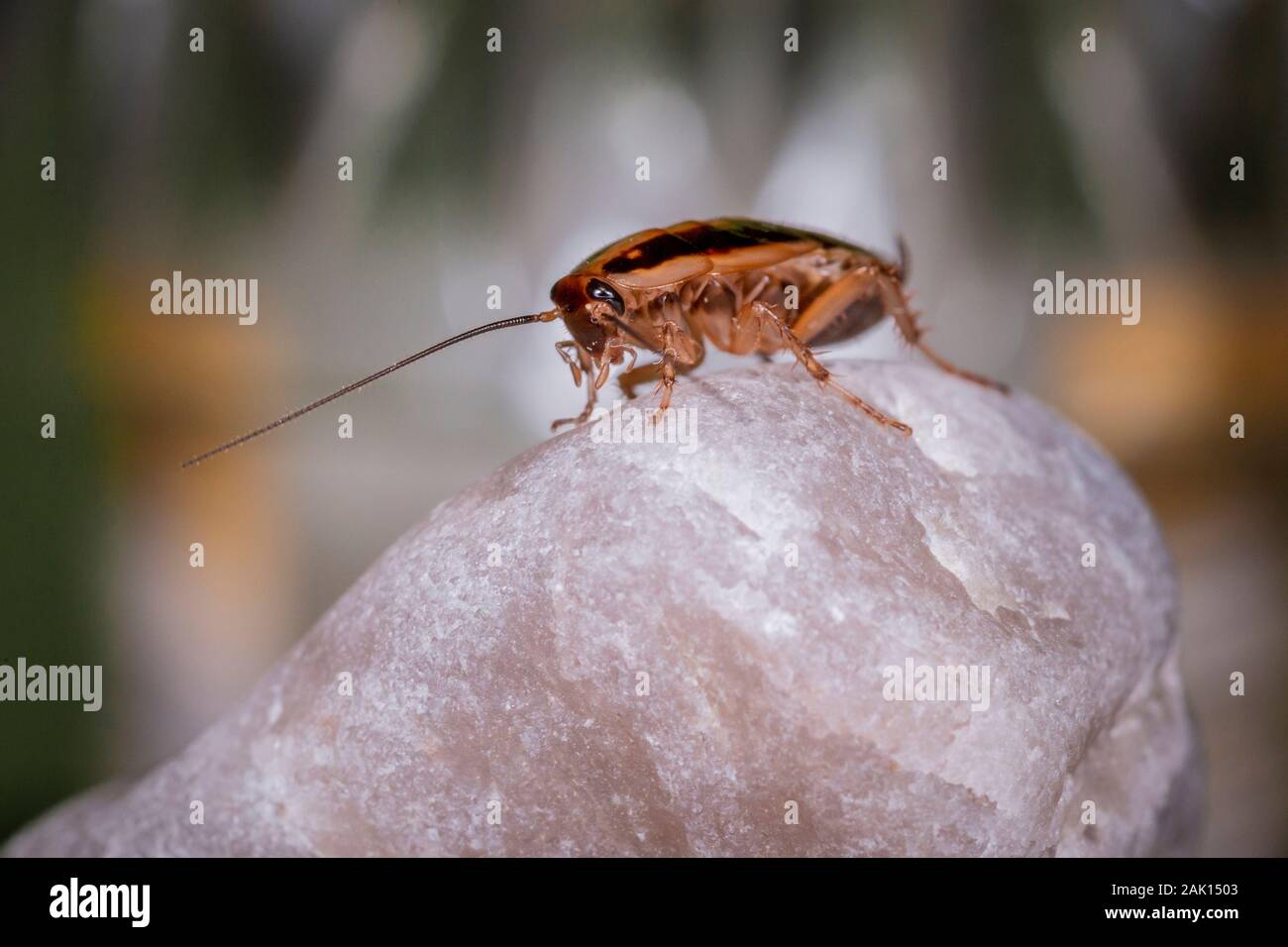 Deutsche schabe blattella germanica -Fotos und -Bildmaterial in hoher ...