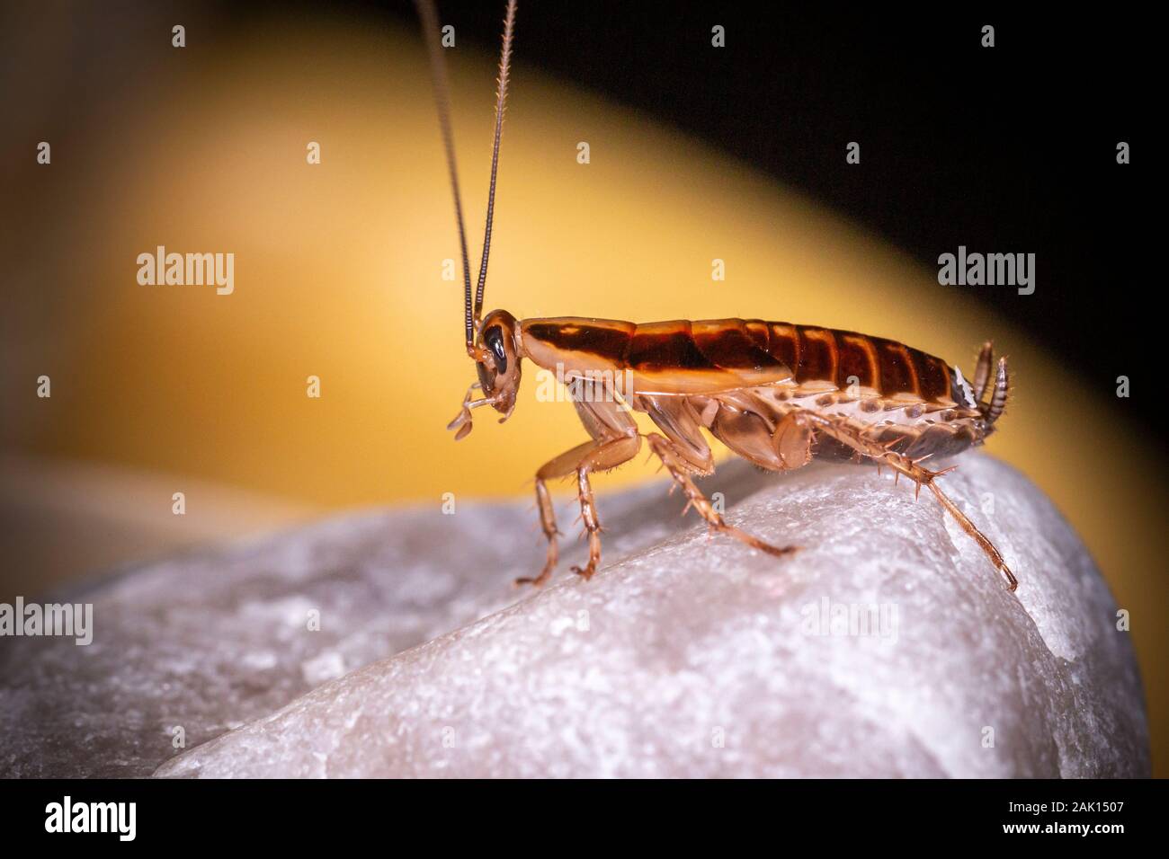 Deutsche schabe blattella germanica -Fotos und -Bildmaterial in hoher ...