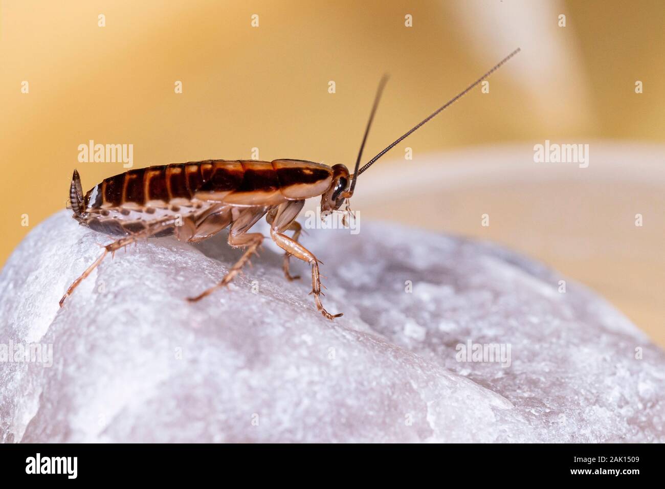 Deutsche schabe blattella germanica -Fotos und -Bildmaterial in hoher ...
