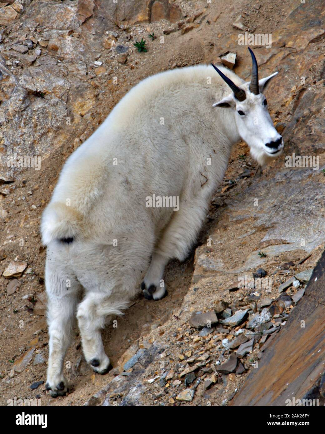 Weiße ziege alaska -Fotos und -Bildmaterial in hoher Auflösung – Alamy