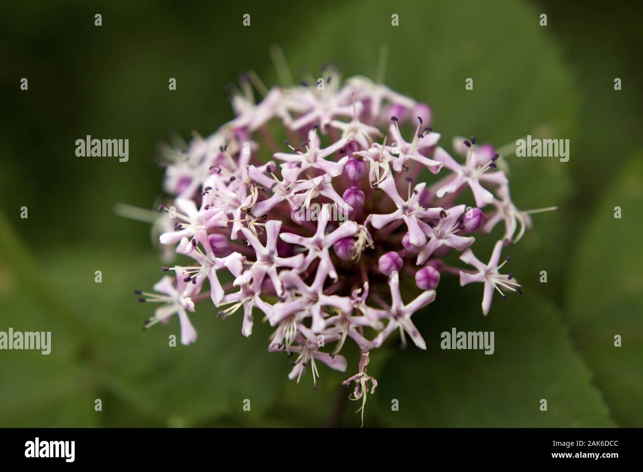 Selten Pflanzen Stockfotos und -bilder Kaufen - Alamy