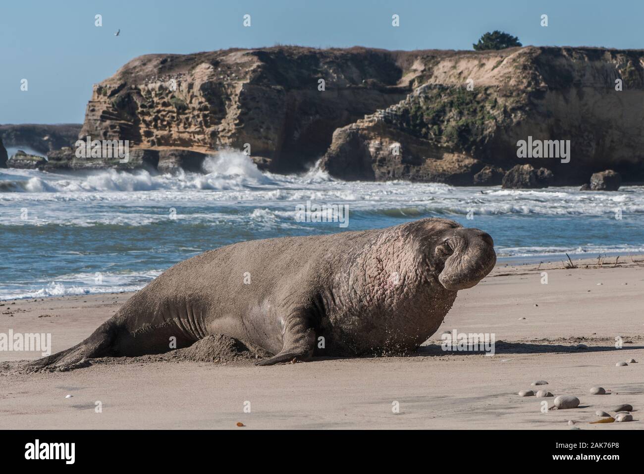 Seeelefant kalifornien -Fotos und -Bildmaterial in hoher Auflösung – Alamy