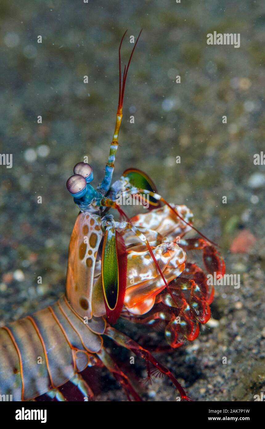Clown mantis shrimp -Fotos und -Bildmaterial in hoher Auflösung – Alamy