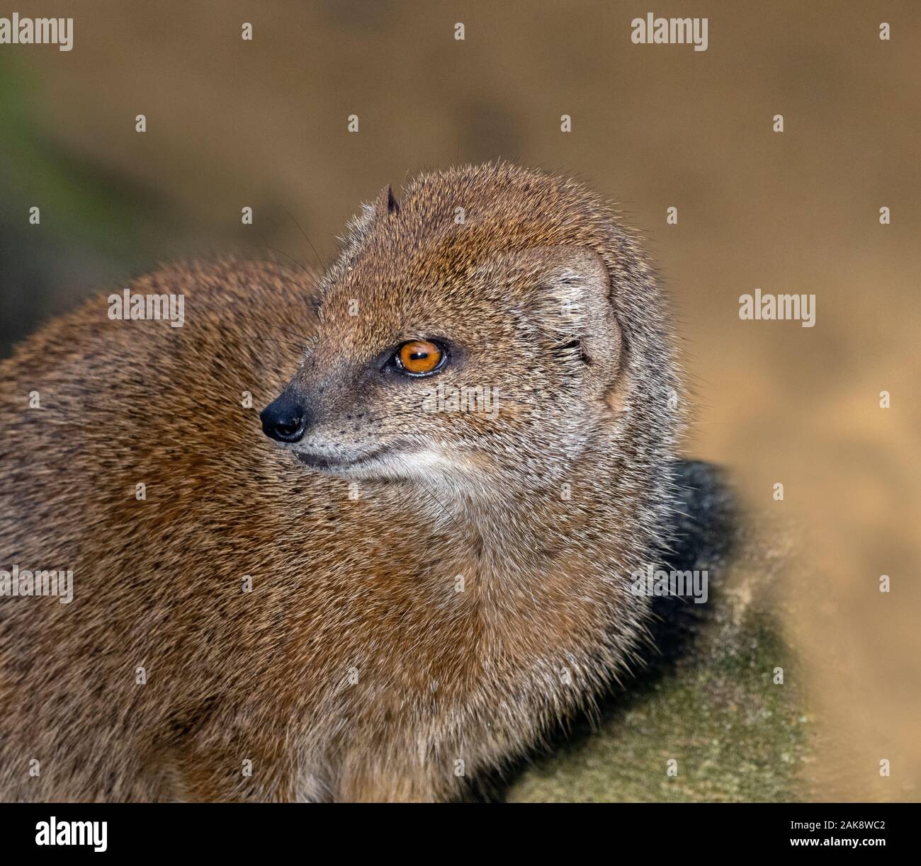 Population structure -Fotos und -Bildmaterial in hoher Auflösung – Alamy