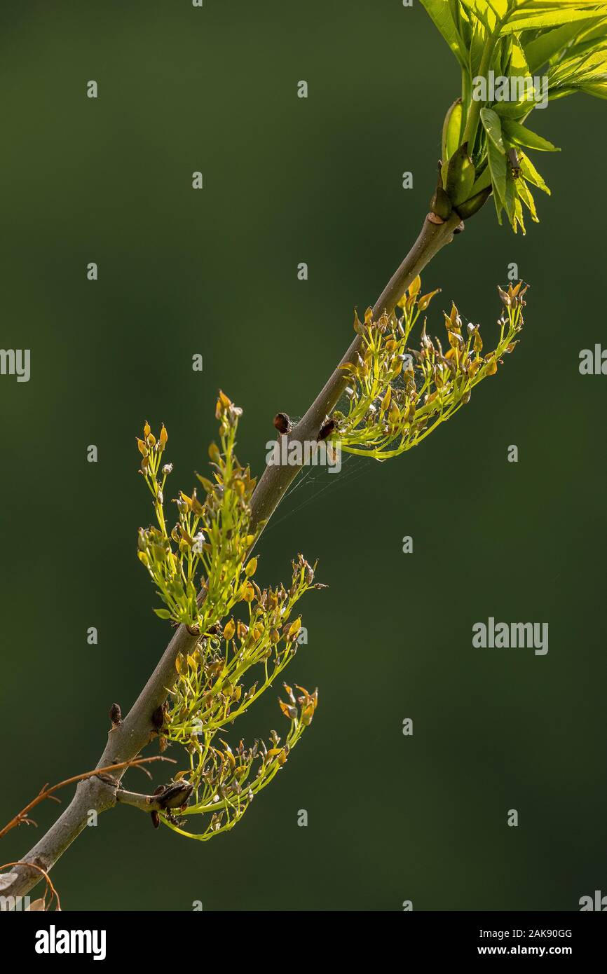 Fraxinus excelsior baum -Fotos und -Bildmaterial in hoher Auflösung – Alamy