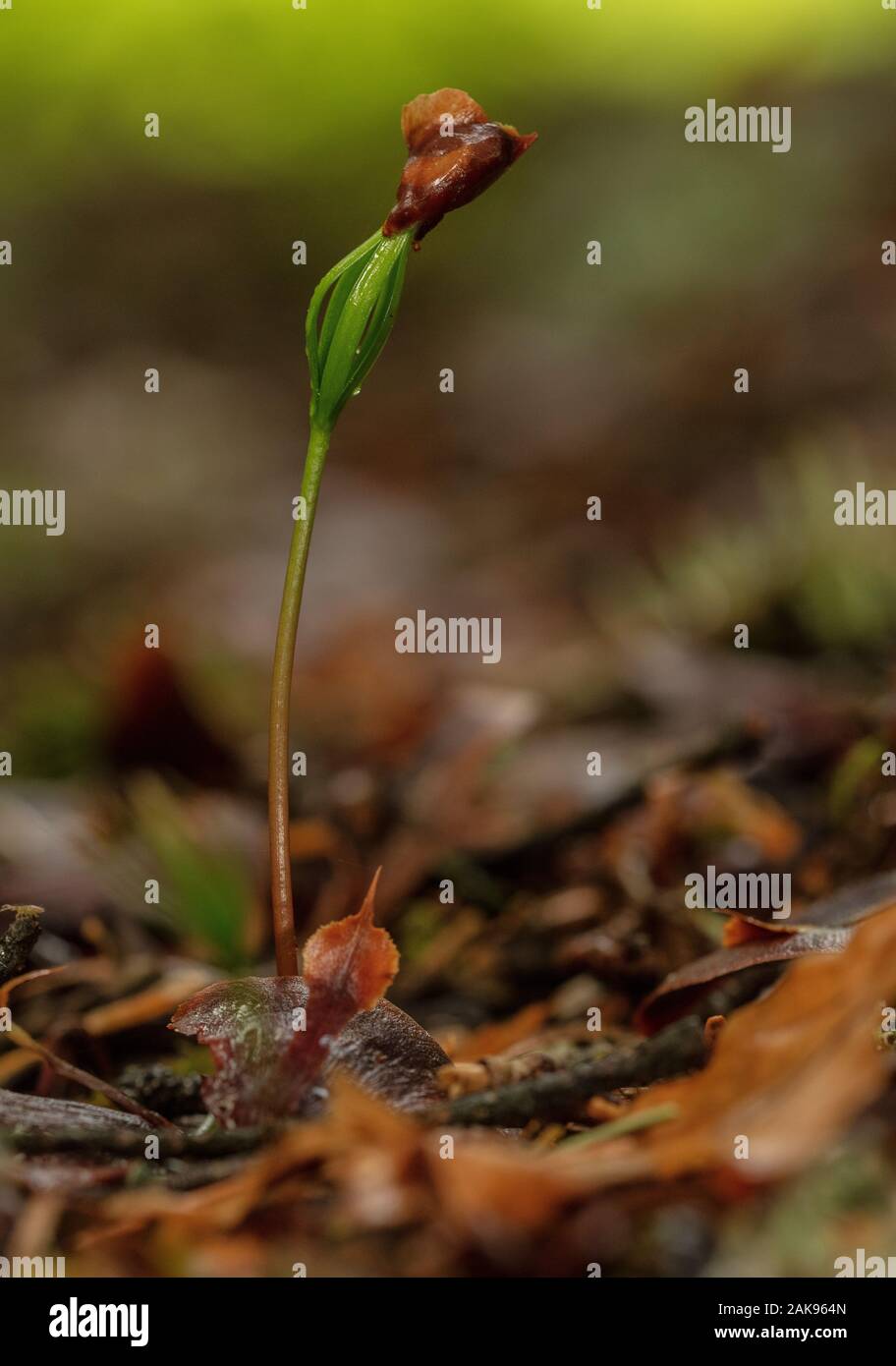 European Silver Fir Abies Alba Stockfotos und -bilder Kaufen - Alamy