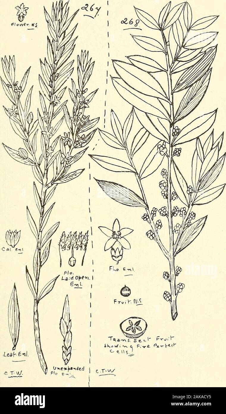 Leucopogon Margarodes - Goimages U