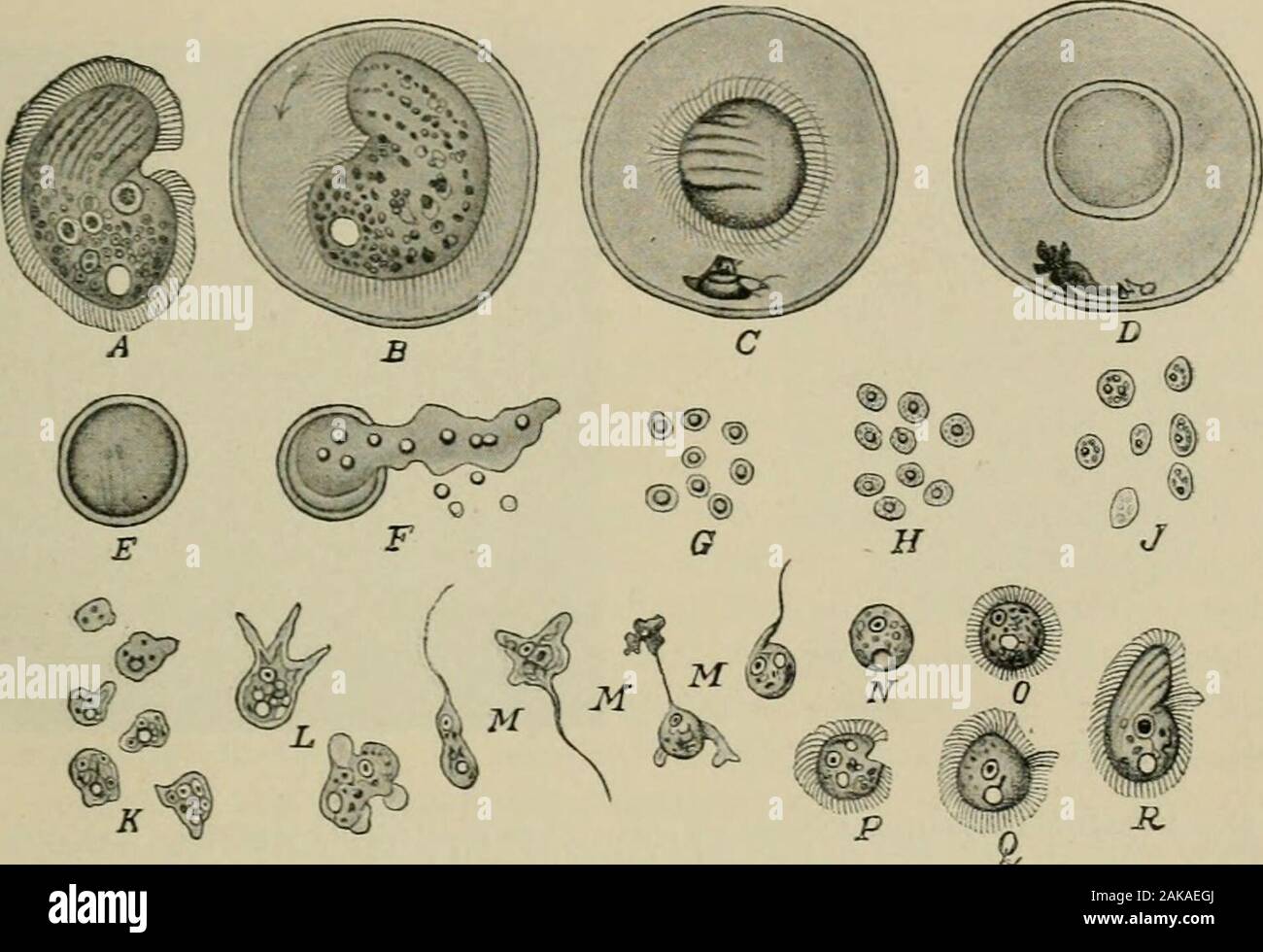 Amoeba dividing -Fotos und -Bildmaterial in hoher Auflösung – Alamy