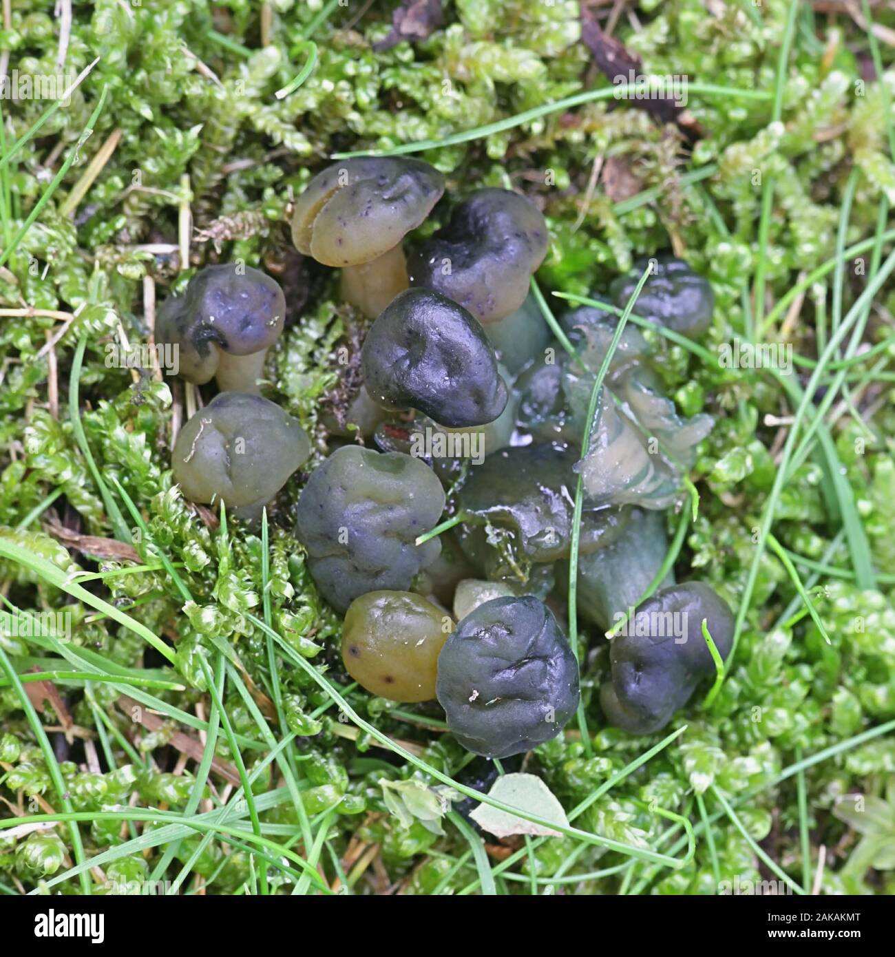 Leotia portentosa -Fotos und -Bildmaterial in hoher Auflösung – Alamy