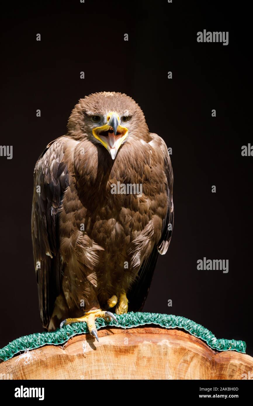 Raubvogel gefieder -Fotos und -Bildmaterial in hoher Auflösung – Alamy