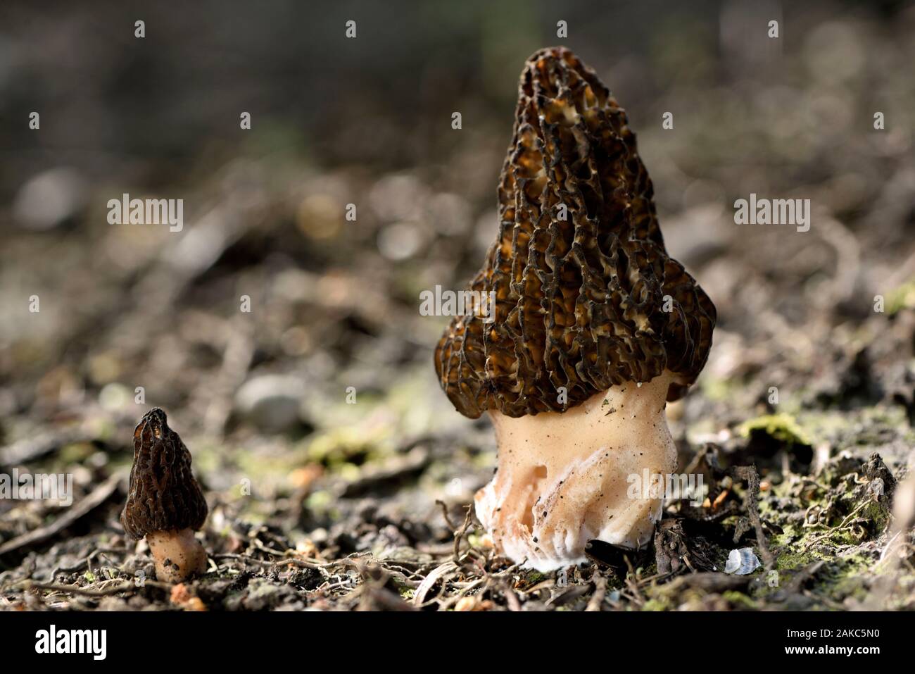 Morchella deliciosa -Fotos und -Bildmaterial in hoher Auflösung – Alamy