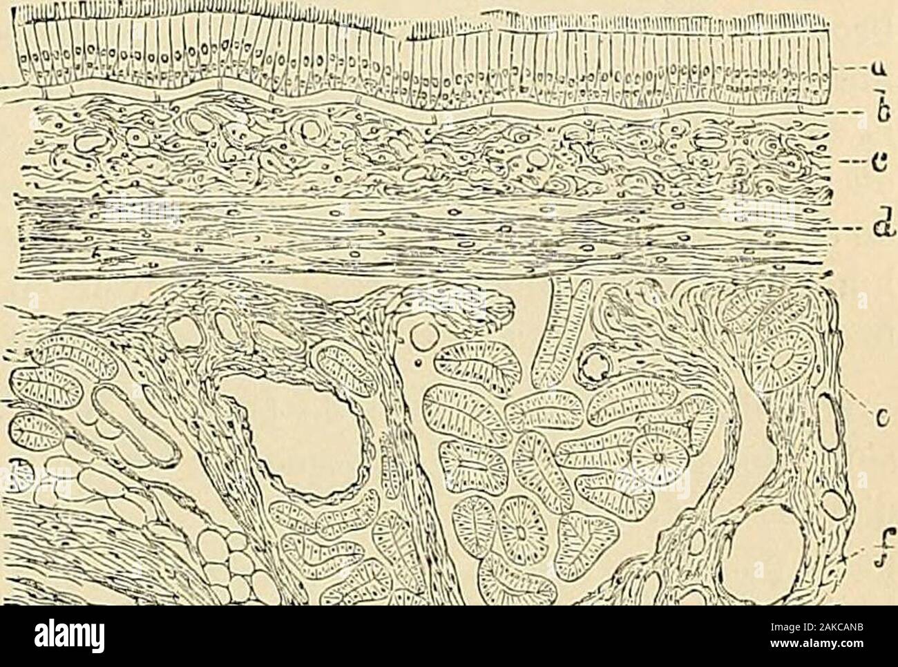 "Traité d'anatomie humaine: beschreibende Anatomie, Histologie ...