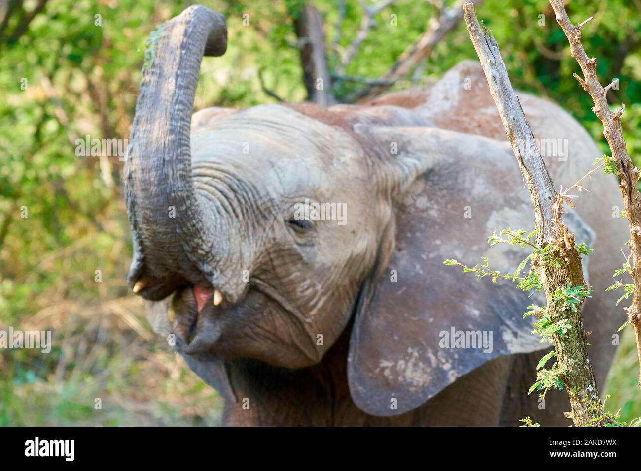 Baby Elefant Stockfotos und -bilder Kaufen - Alamy