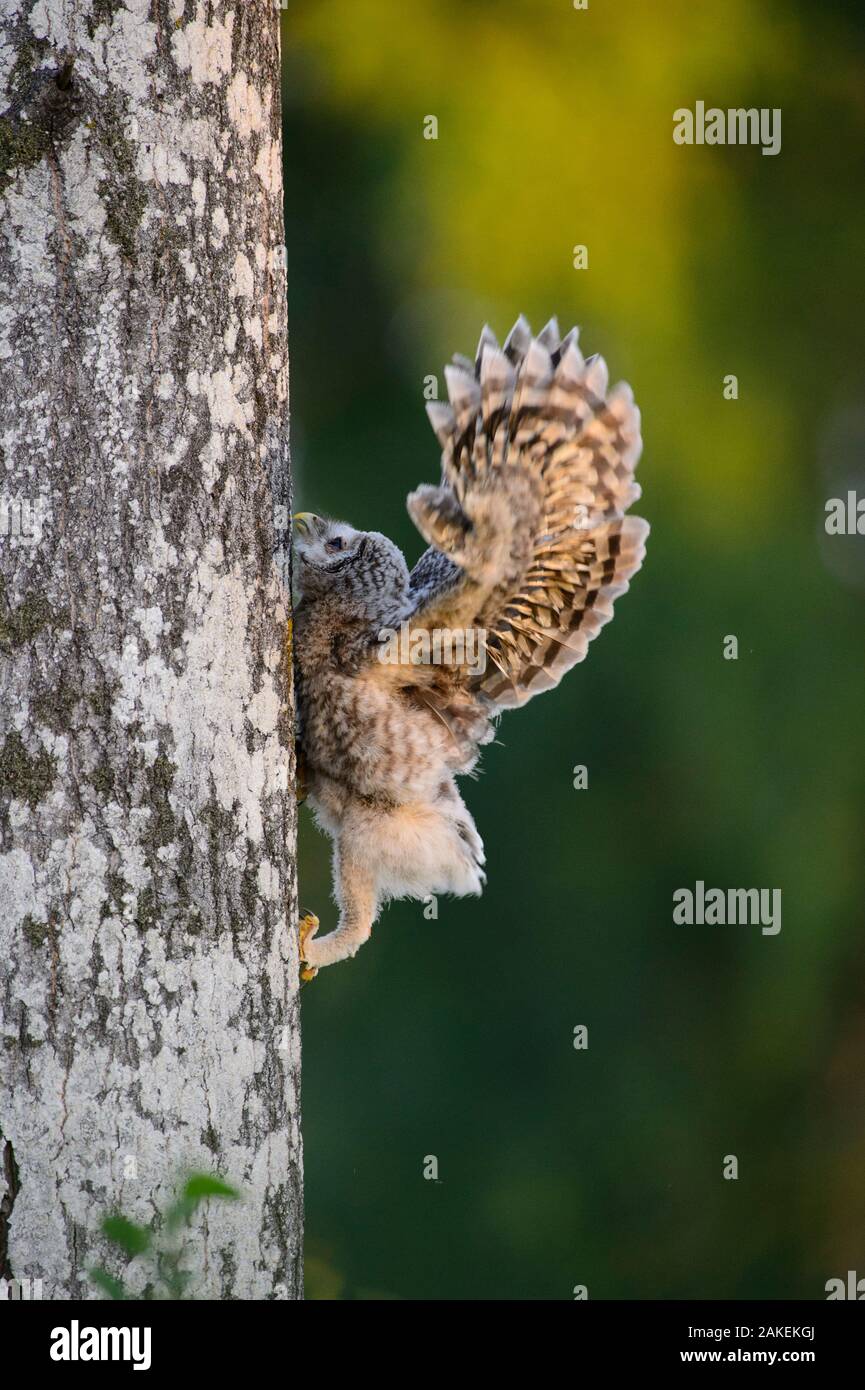 Habichtskauz (Strix uralensis) Küken versuchen, eine Espe Baum mit ...