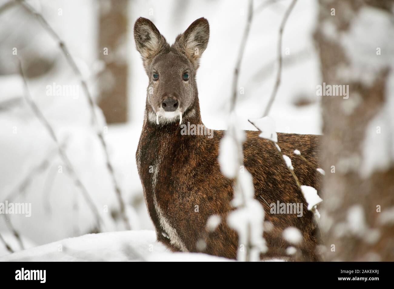 Siberian musk deer -Fotos und -Bildmaterial in hoher Auflösung – Alamy